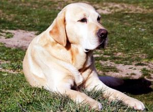 Perros de Caza – razas y características