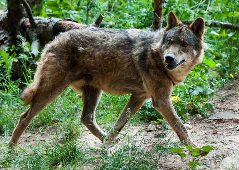 Lobo