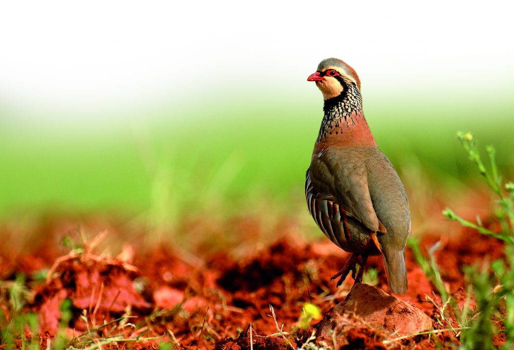 Perdiz Roja