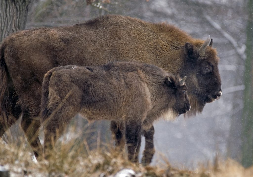 Reintroduccion del bisonte europeo en la Península