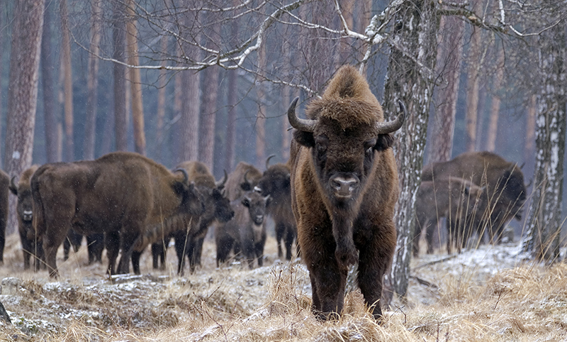 Reintroduccion del bisonte europeo en la Península