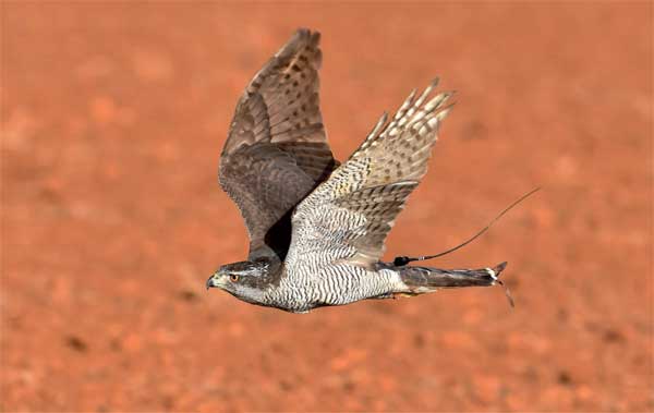 Caza por altanería, Azores a patos