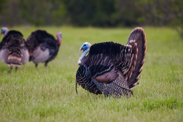 La caza del pavo salvaje, una pasión norteamericana