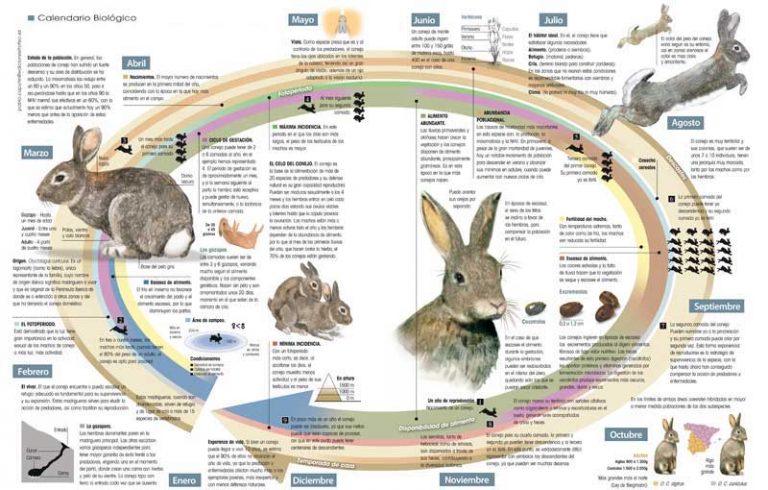 Cómo es el ciclo de vida del conejo de monte