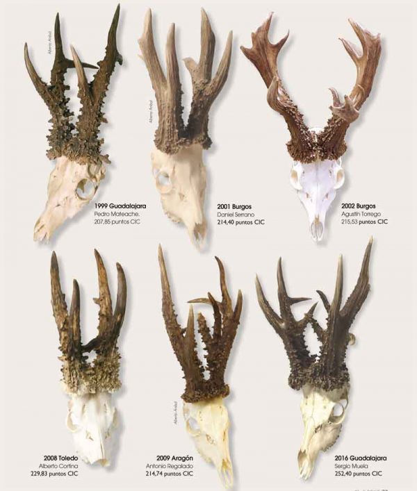 La increíble evolución del trofeo de corzo en España