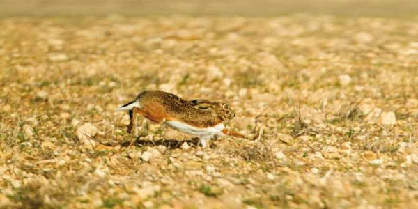 Desvelamos 4 importantes secretos de la liebre ibérica