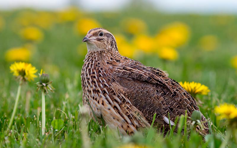 Gestión y caza de la codorniz.