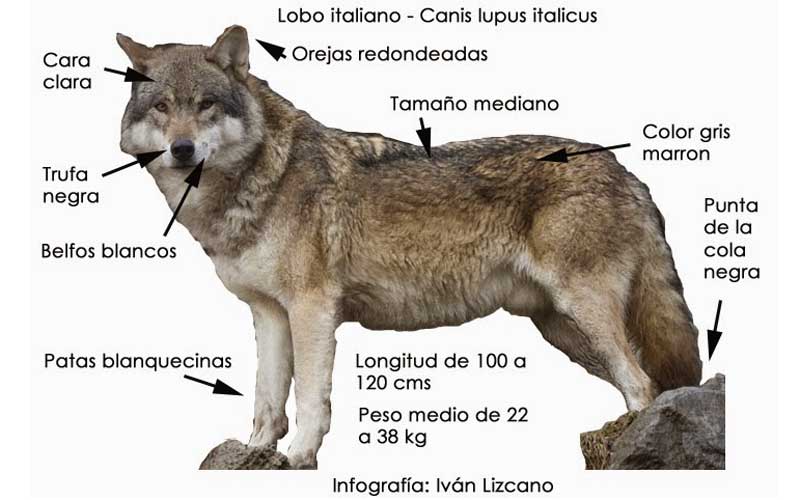 El problema de la hibridación de las especies salvajes