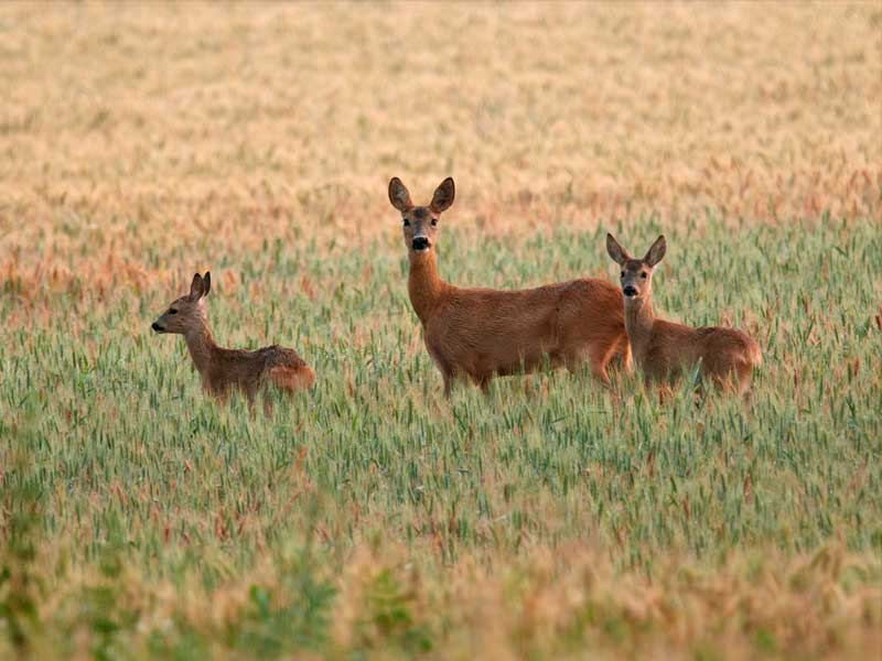Julio, el «sabor agridulce» de la caza del corzo en celo
