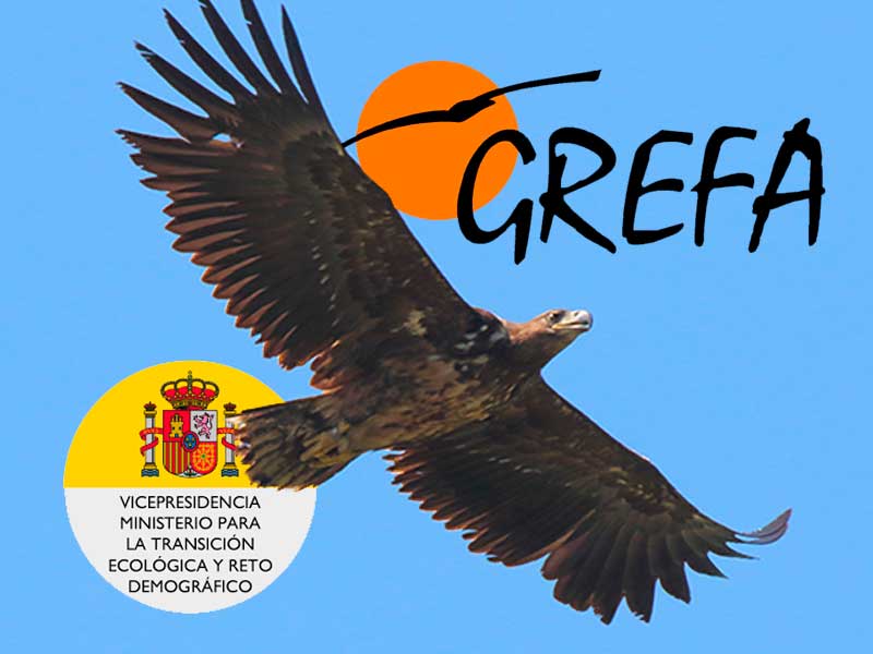 Grefa pretende crear una población de pigargos en España con la ...