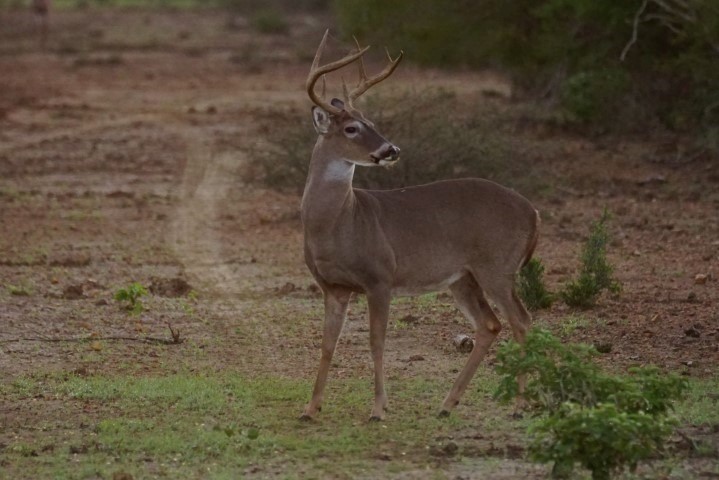 El venado perdido