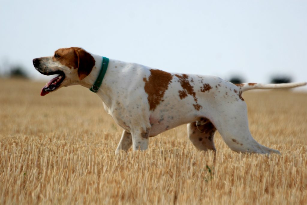 Las mejores razas de muestra para cazar perdices | Trofeo caza