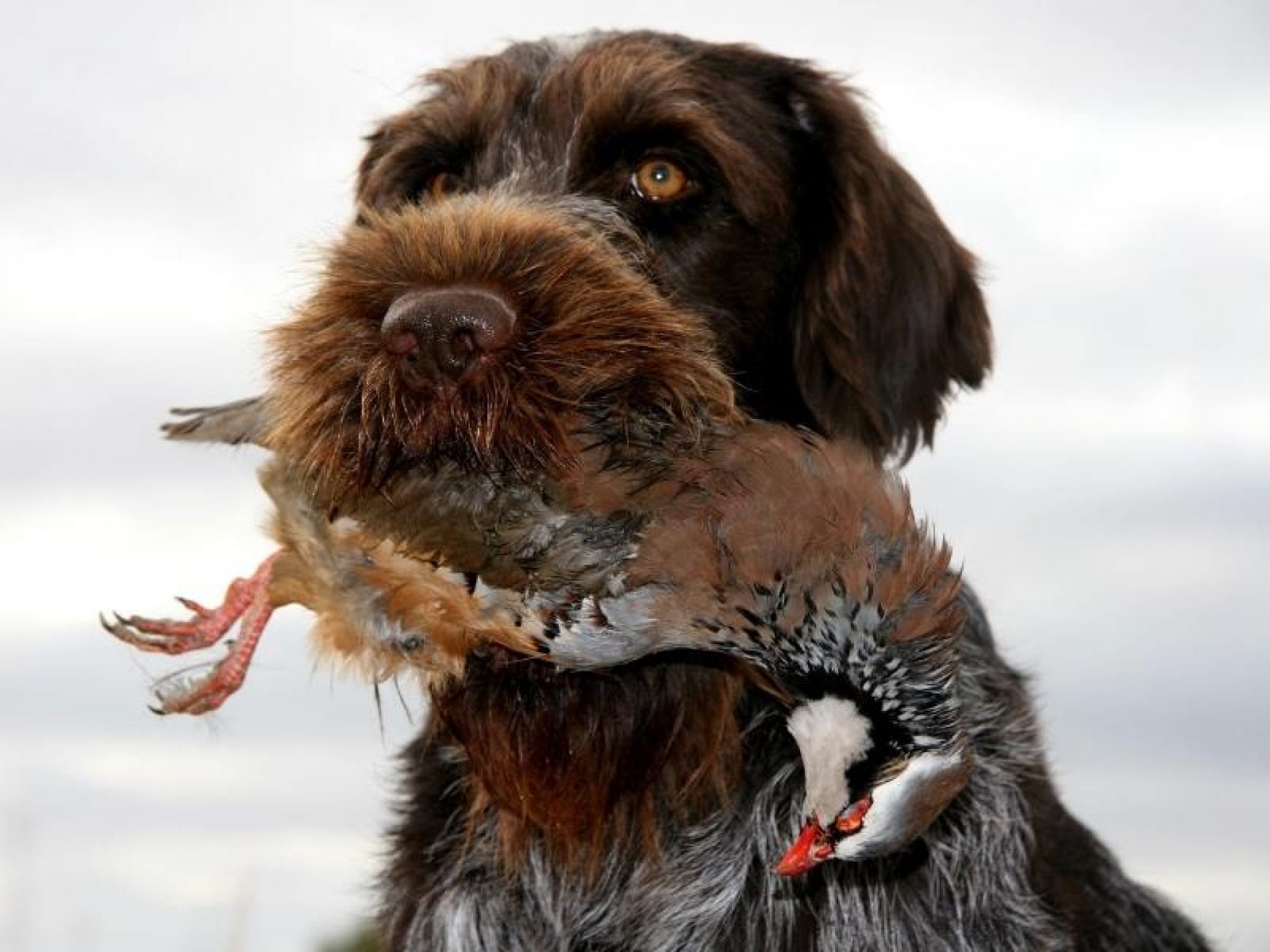 Las mejores razas de muestra para cazar perdices | Trofeo caza