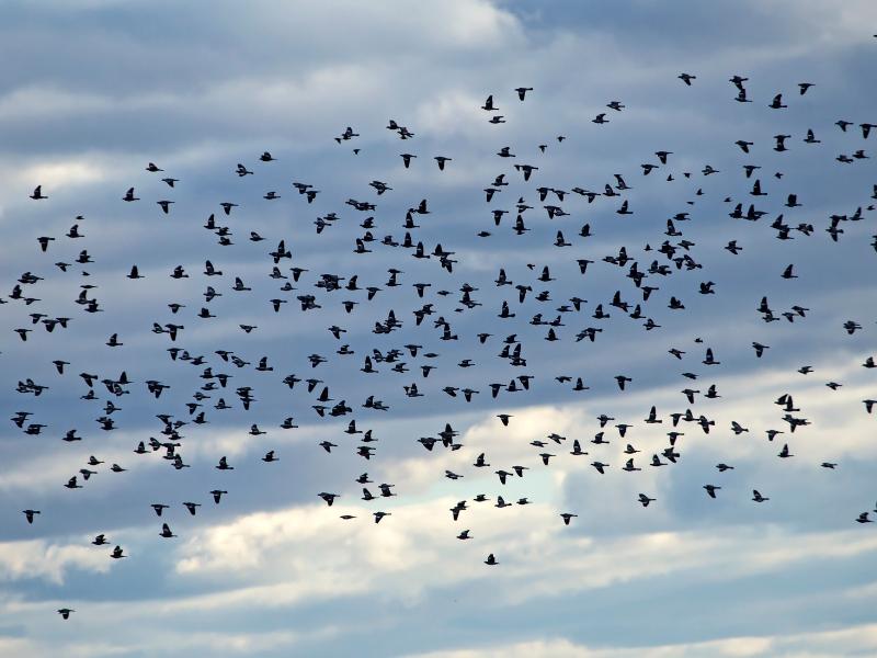 Palomas torcaces que van y vuelven el mismo día