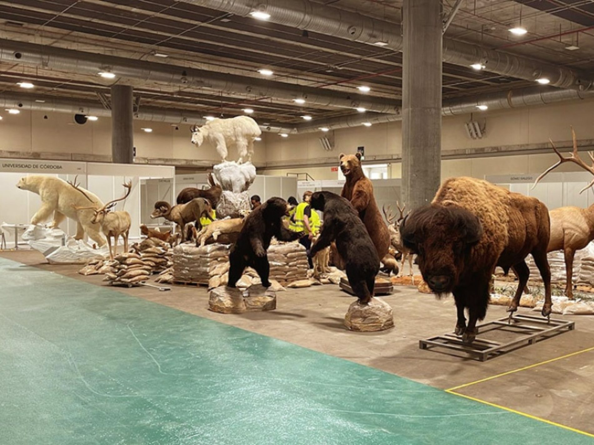 Cinegética 2023 abre sus puertas | Trofeo caza