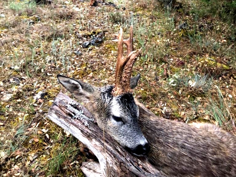 Un rececho de corzo espectacular