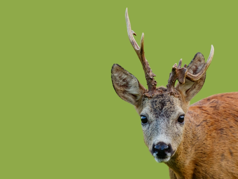 Corzos con cornamentas inusuales