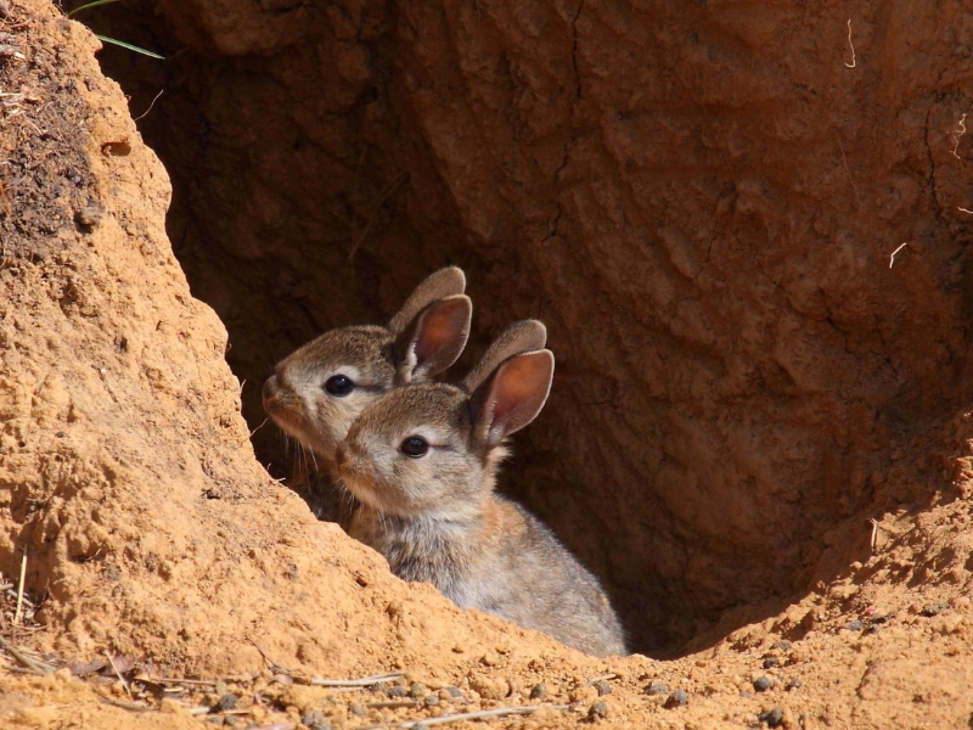 El tamaño importa. ¿Cuál es el tamaño de vivar más adecuado? | Trofeo caza