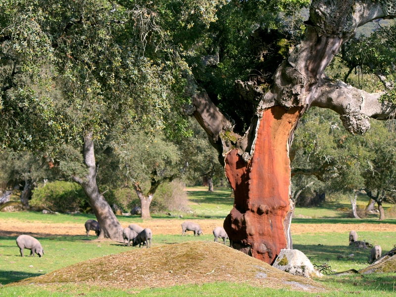 La gestión cinegética en la dehesa