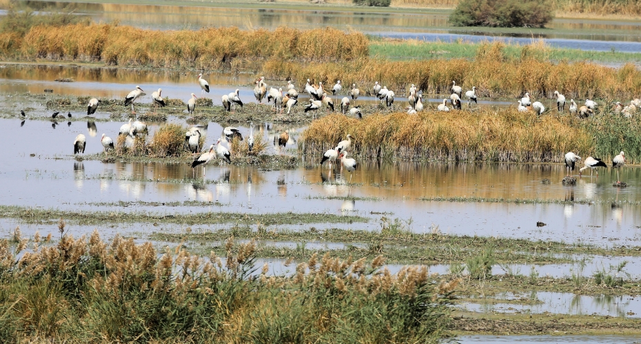 La fauna de los humedales