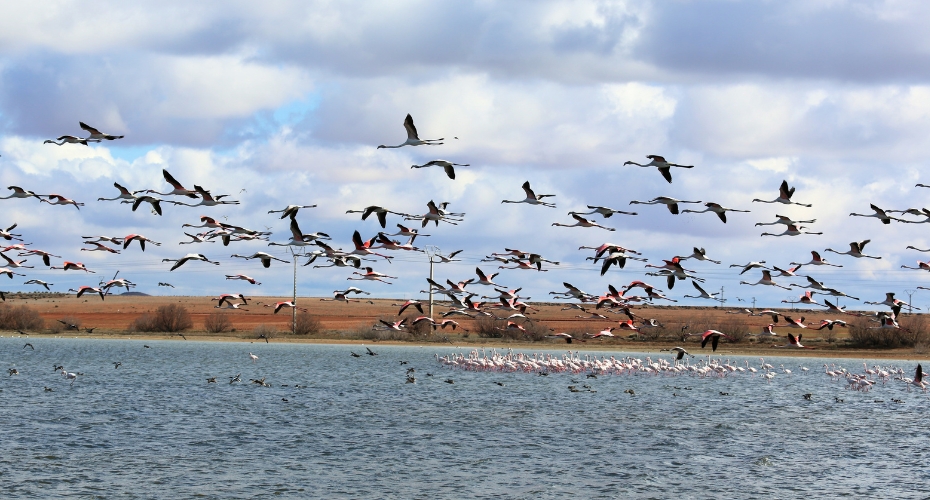 La fauna de los humedales