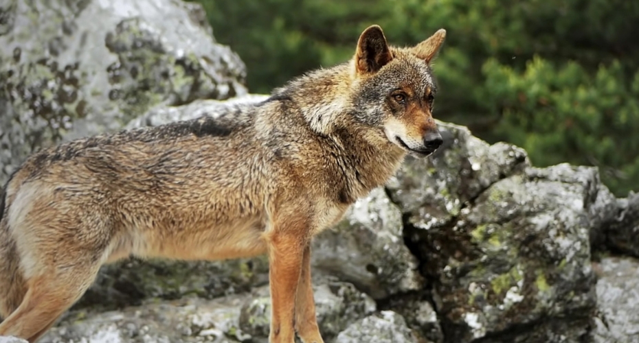 Fundación Artemisan insta al Gobierno de España a tomar medidas ante el ...